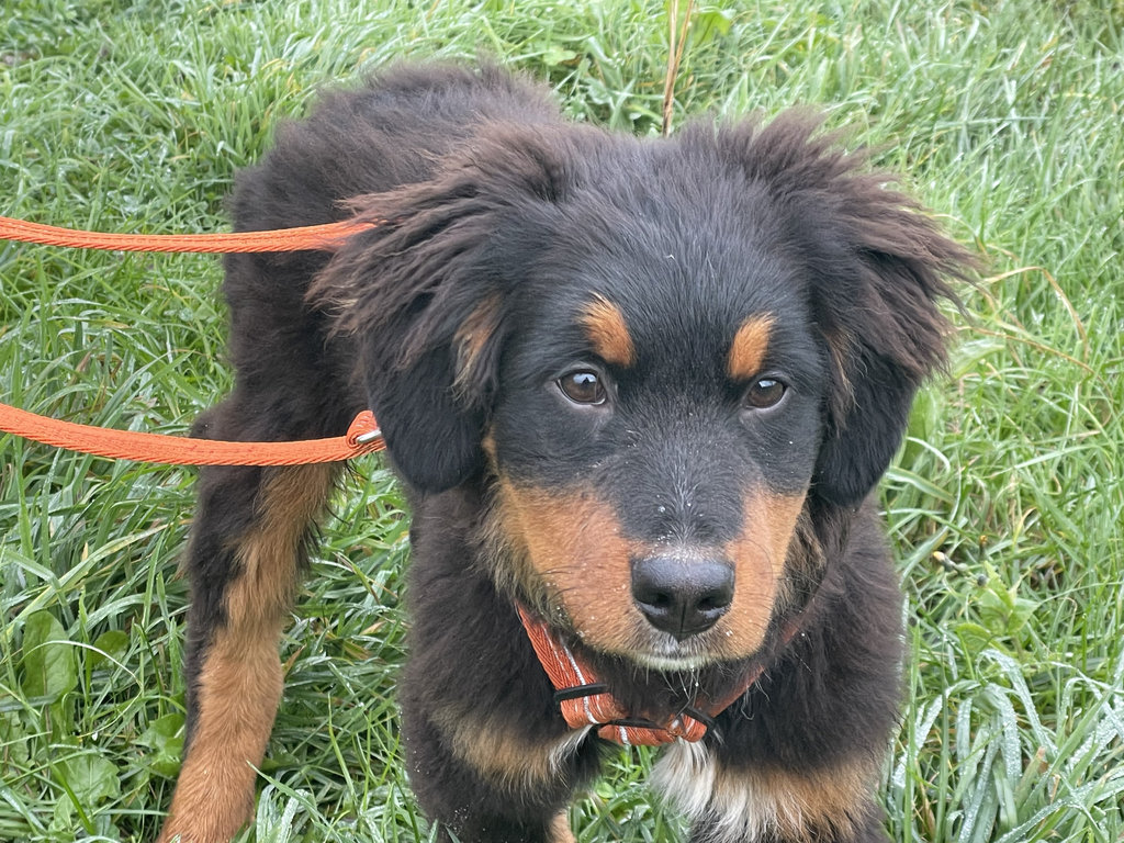 das Portal für bunte Notfälle - Resko