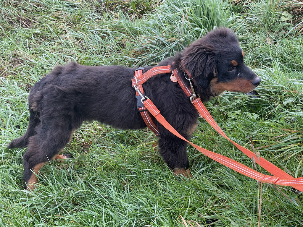 das Portal für bunte Notfälle - Resko