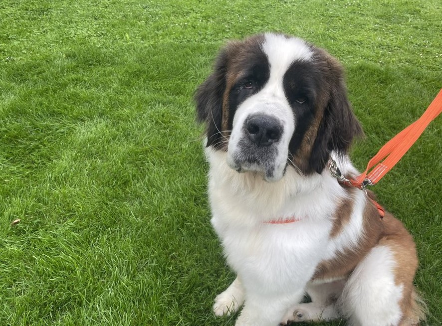 das Portal für bunte Notfälle - Rhonja